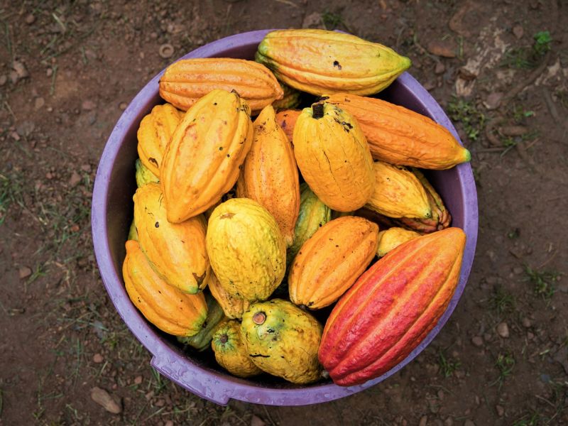 Conheça a história do cacau na Amazônia Brasileira