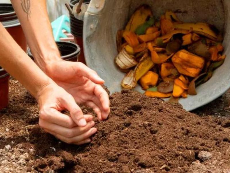 Manual ensina a fazer composteira e a descarte adequado do lixo orgânico