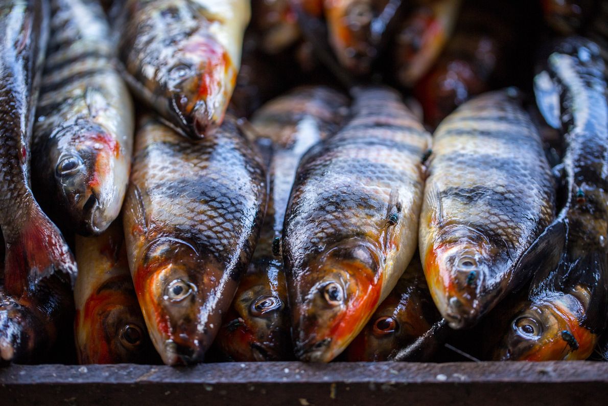 Peixes: Redução da oferta de espécies altera hábitos alimentares