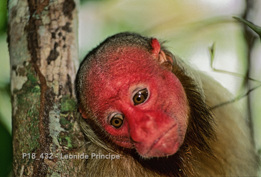Exposição fotográfica de Leonide Principe abre dia 25, no Senado ...