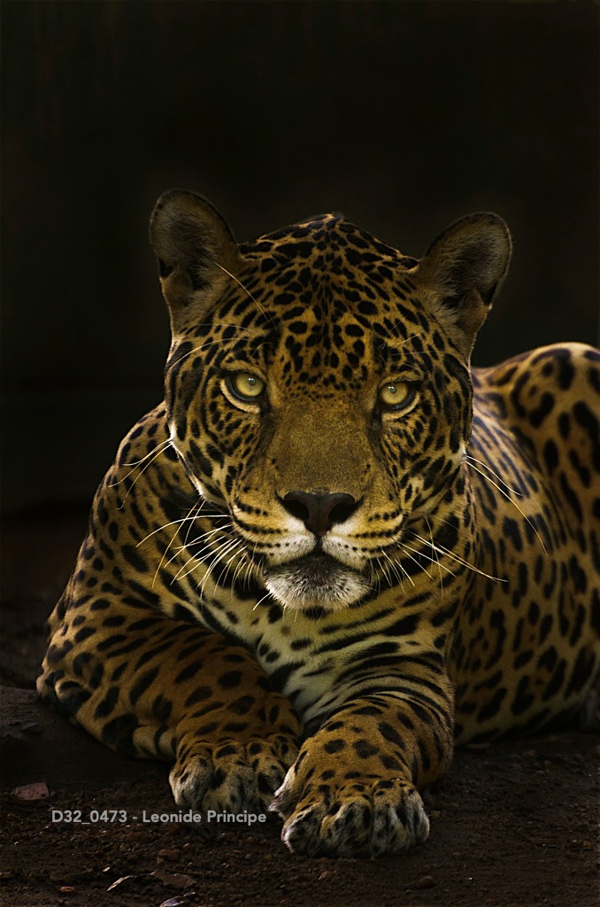 Exposição fotográfica de Leonide Principe abre dia 25, no Senado ...