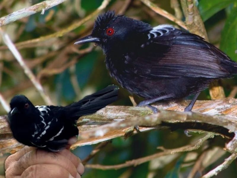 O que acontece quando diferentes pássaros e cantos se misturam