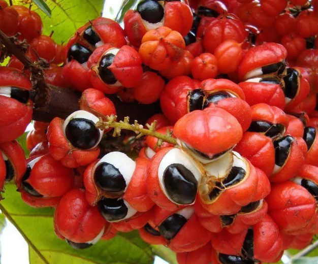 Comidas típicas do Amazonas: Explorando os sabores da região