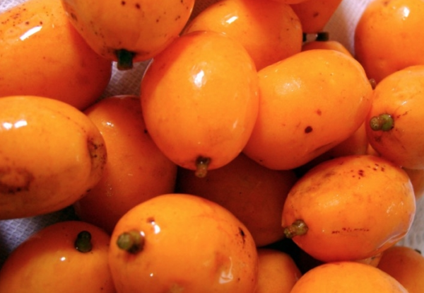 Descubra sabores autênticos: Conheça mais sobre as comidas típicas do ...