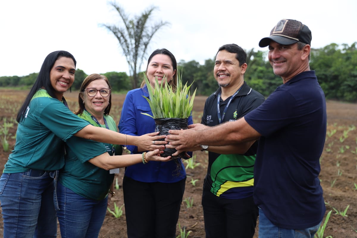 Governo do Amazonas inicia plantio de curauá para indústria, em ...