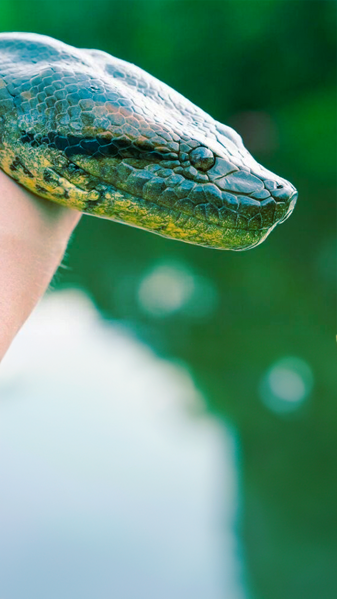 Fotos Da Maior Cobra Do Mundo Essa é A Segunda Maior Cobra Do Mundo,